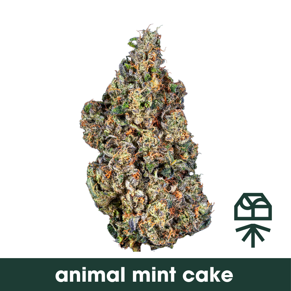 Animal Mint Cake 3.5g Whole Flower | Curaleaf Boca Raton Glades, FL ...