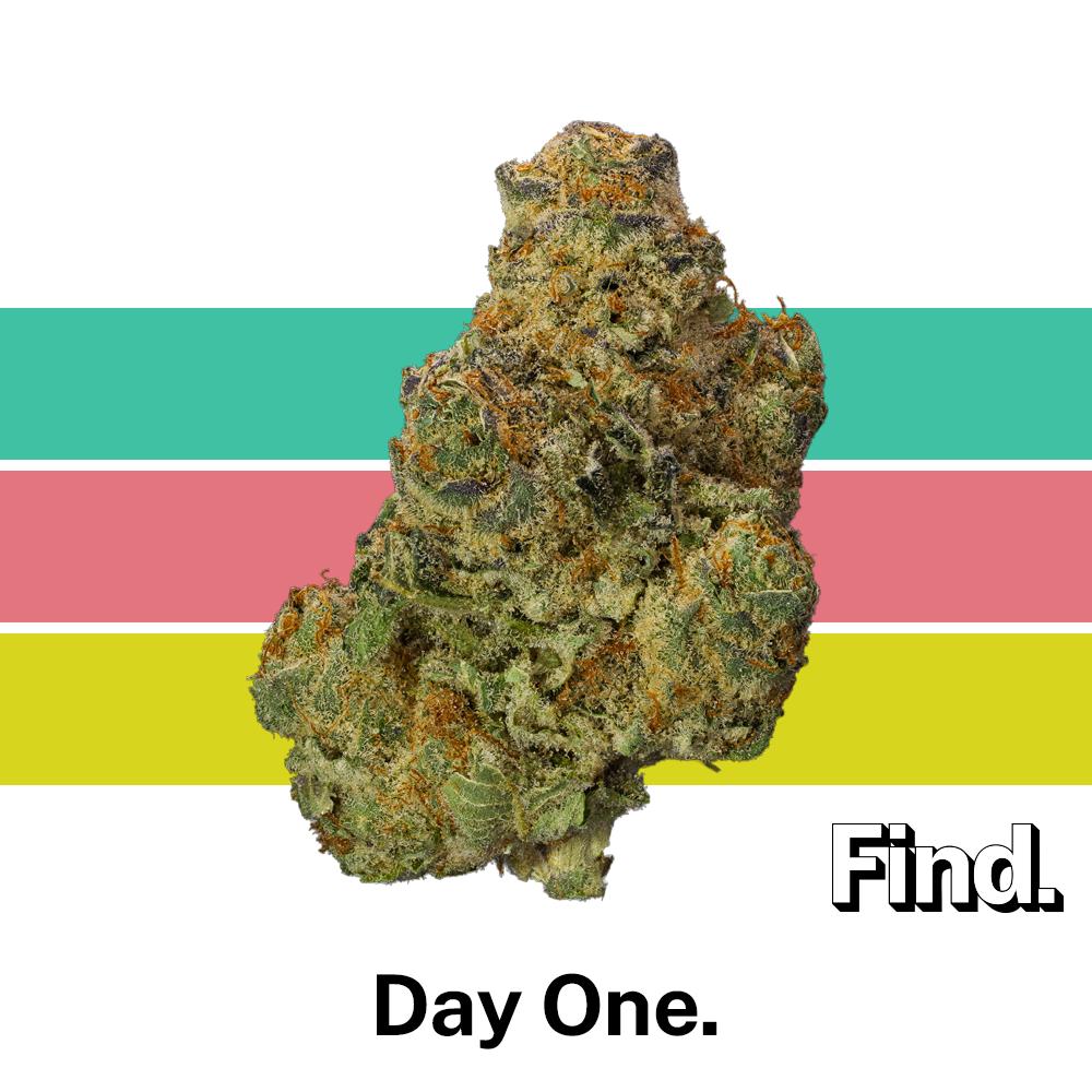 Day One Whole Flower 3.5g | Curaleaf Spring Hill, FL | Medical Cannabis
