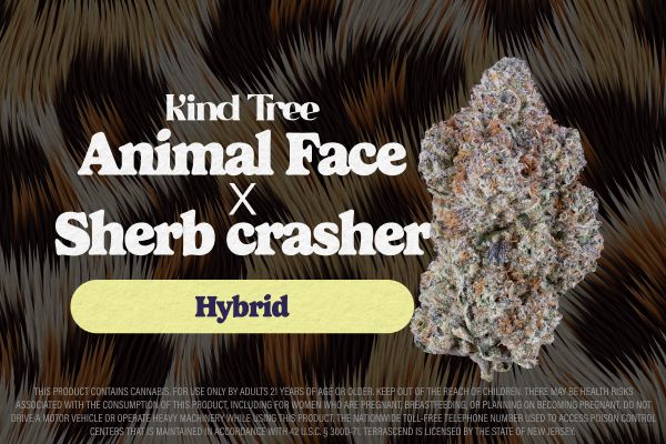 Animal Face x Sherb Crasher 3.5g Small Buds | Curaleaf Bordentown, NJ ...