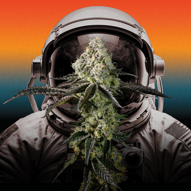 Buy Afternoon Delight 3.5g Buds online - Cannabist - Vineland ...