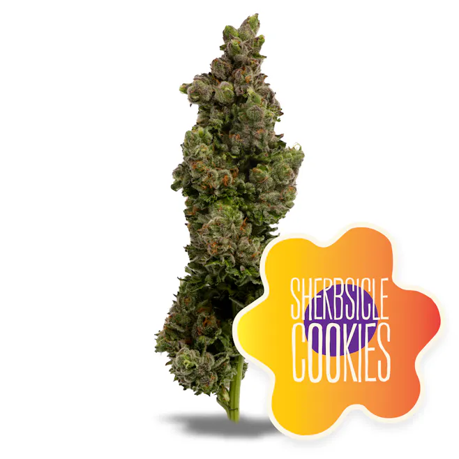 Buy Sherbsicle Cookies 1g Pre-Roll Pack online - gLeaf - Frederick ...