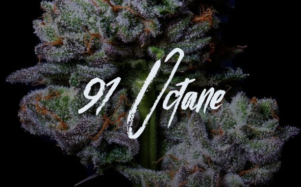 Buy 91 Octane 1g Buds online - Cannabist Morgantown | Morgantown | West ...