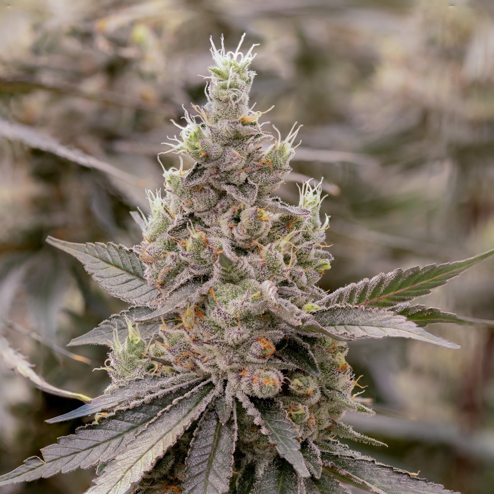 Buy Sherb Pop 7g Flower online - Aroma Hill Peoria | Peoria | Illinois